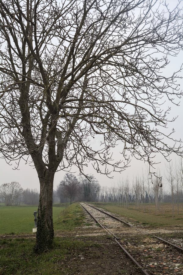 Bare Tree by the Edge of an Abandoned Railroad Track between Fields on ...