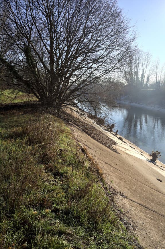 Bare tree stock image. Image of embankment, natural - 304055027