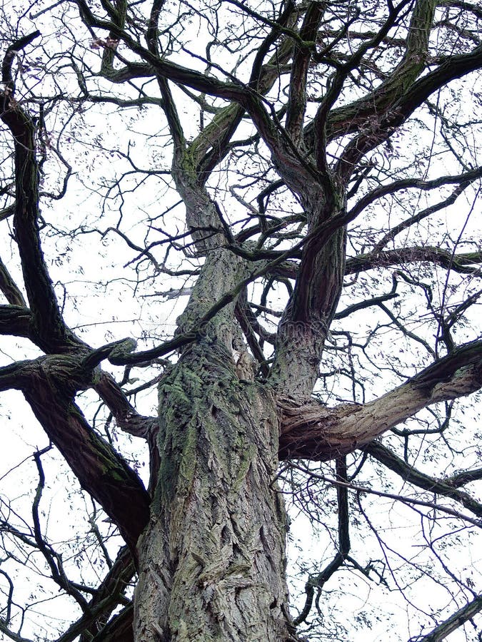 Bare Tree with Erratic Branching and Rough Bark Stock Image - Image of ...