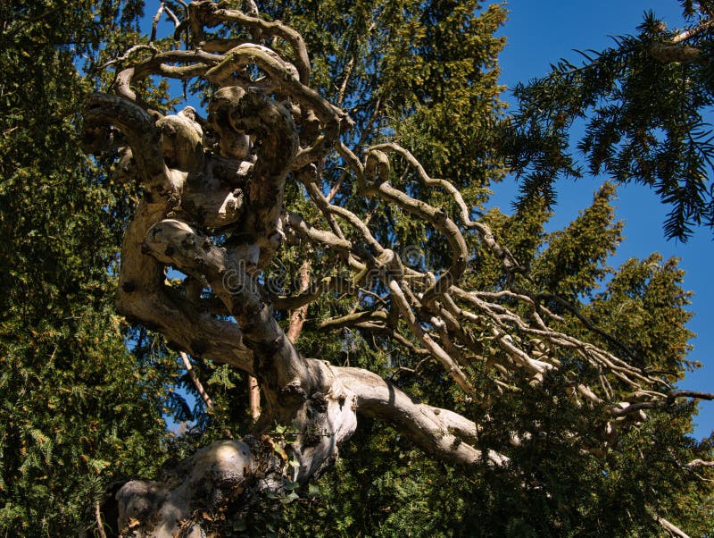 A Bare Tree with Extremely Branched Branches Stock Image - Image of ...