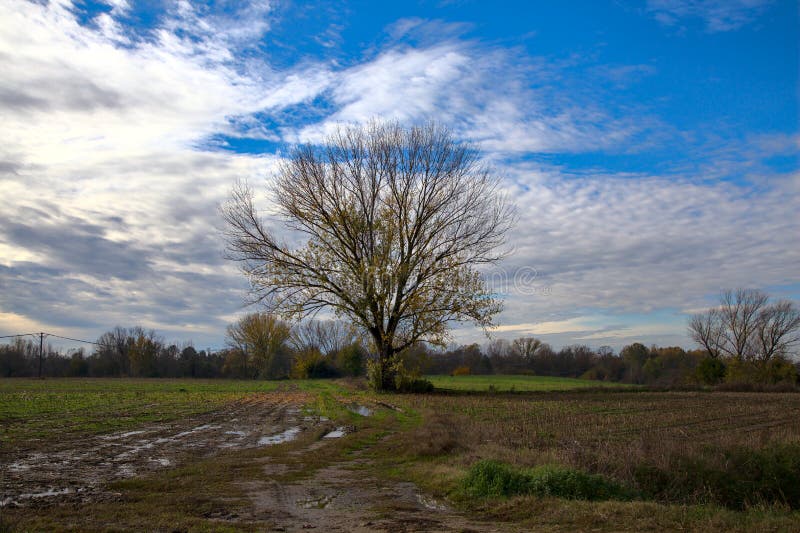 An almost Bare Tree in a Field in the Countryside Stock Image - Image ...