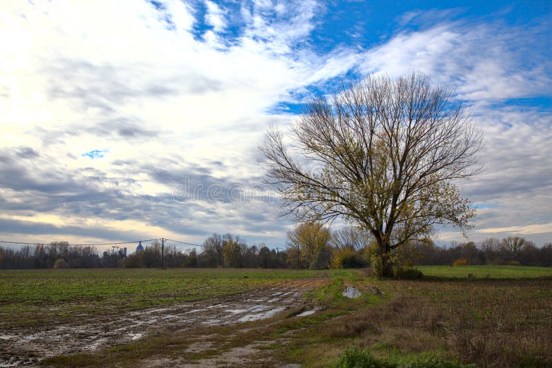 An almost Bare Tree in a Field in the Countryside Stock Image - Image ...