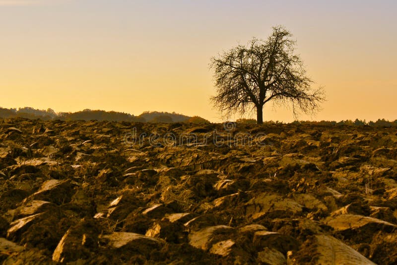 Old Oak Tree in Field stock photo. Image of grass, meadow - 5950664