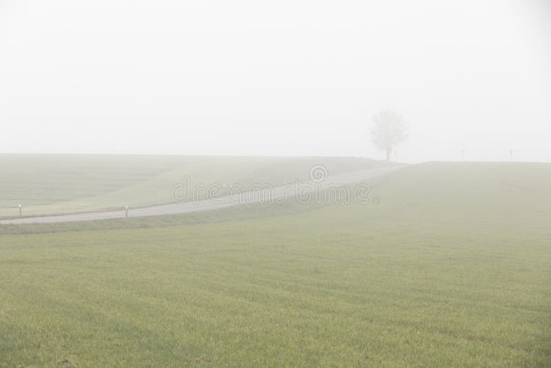 Bare Tree in a Field in the Fall Fog Stock Photo - Image of autumn ...