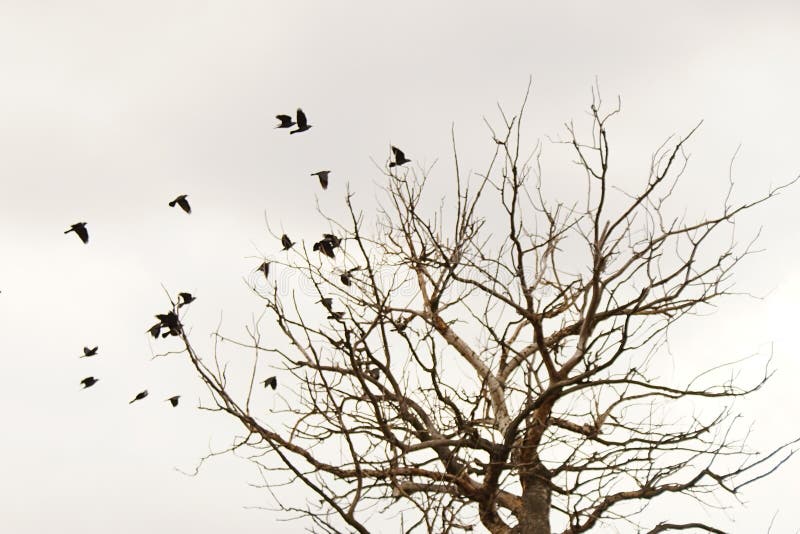 Bare Tree and Flock of Black Birds in the Cloudy Grey Sky Stock Photo ...