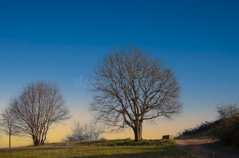A Bare Tree in the Foreground, a Group of Trees To the Left, and ...