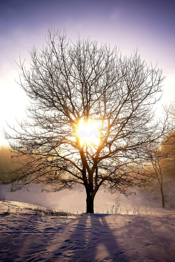 Bare tree sunrise stock photo. Image of tree, countryside - 21741590