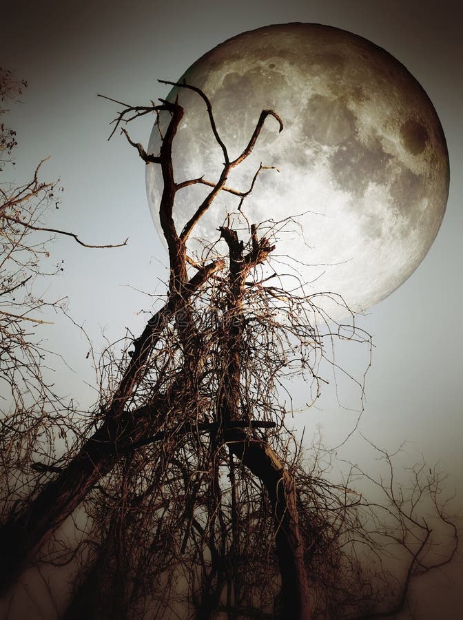 Bare Tree on Full Moon at Night. Stock Photo - Image of natural, still ...
