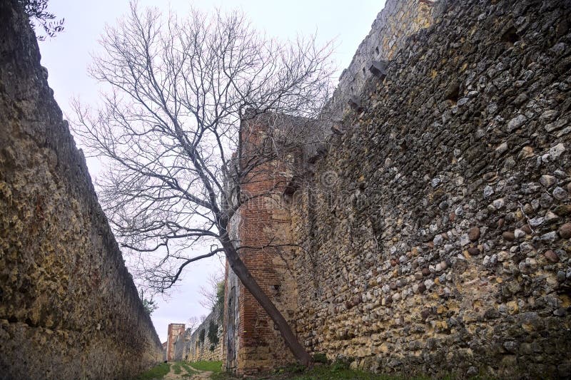 Bare Tree Growing Sideways on a Dirt Path Bordered by Fortifications on ...