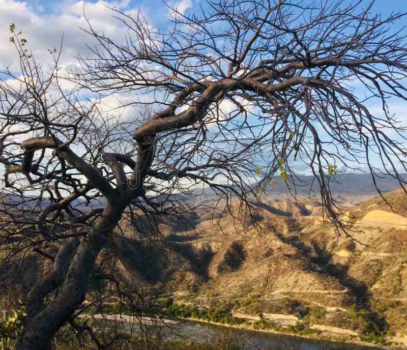 Bare Tree in Guerrero Mexico Landscape Stock Image - Image of branches ...
