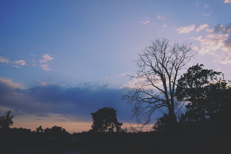 Bare Tree on Hill at Sunset Stock Photo - Image of sunset, hill: 251976674