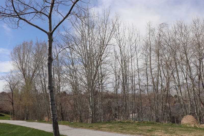 The Lower Corner of the Fig (ficus Carica) Leaf Stock Photo - Image of ...