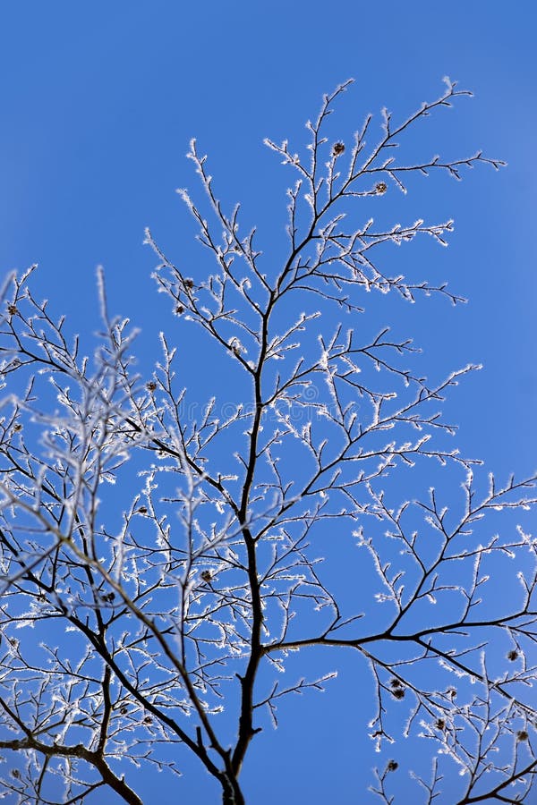 Bare Tree with Ice Crystals Stock Photo - Image of winter, frost: 37546546