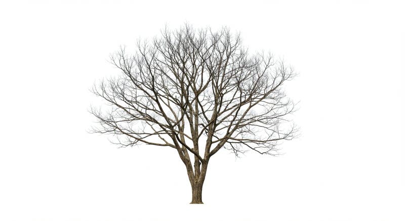 A Bare Tree with an Intricate Network of Branches Spreads Outward ...