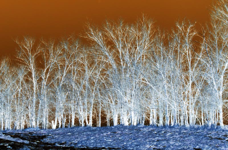 Bare tree in inversion stock photo. Image of black, color - 106329510