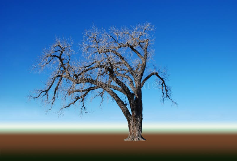 Bare Tree, Isolated Against a Gradient Stock Photo - Image of grand ...