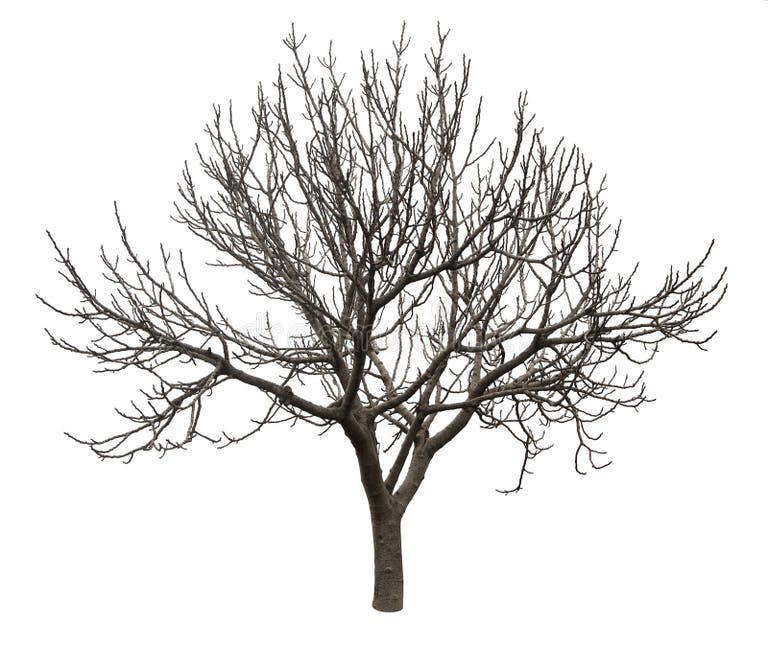 Bare Tree Isolated Over White Stock Photo - Image of white ...