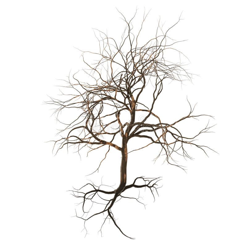 Unhealthy Plant Roots Stock Photos - Free & Royalty-Free Stock Photos ...