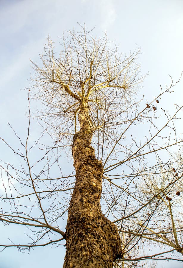 Bare Tree Large Long Trunk and Branches Stretching To Blue Sky in the ...
