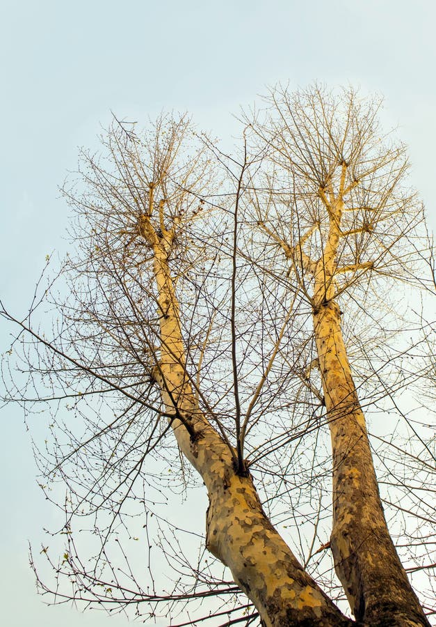 Bare Tree Large Long Trunk and Branches Stretching To Blue Sky in the ...