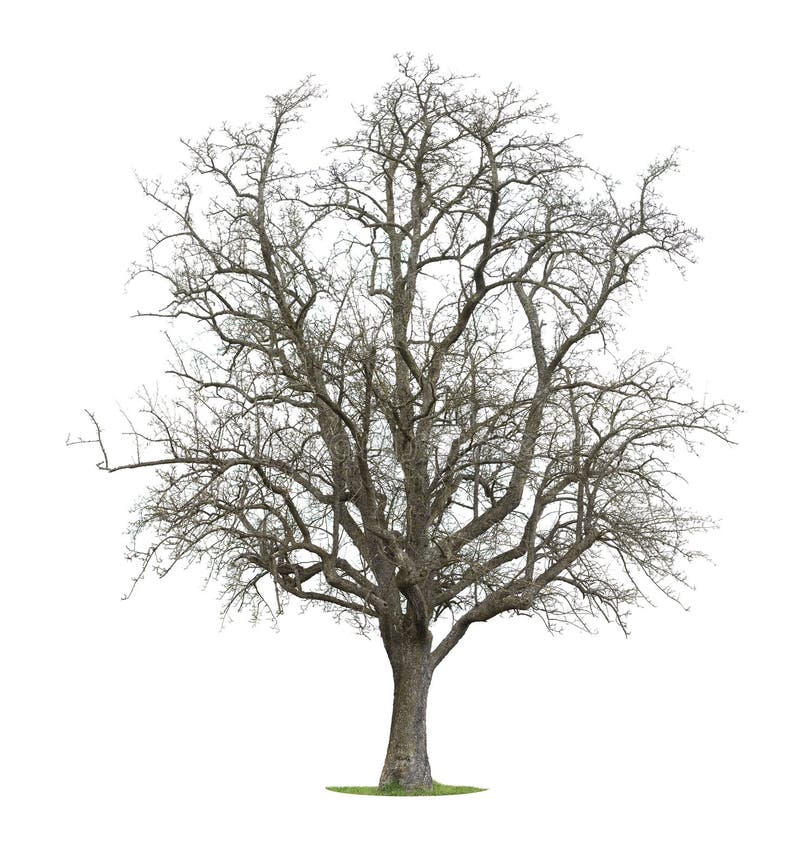 Bare tree stock photo. Image of arboreal, single, isolated - 52152778