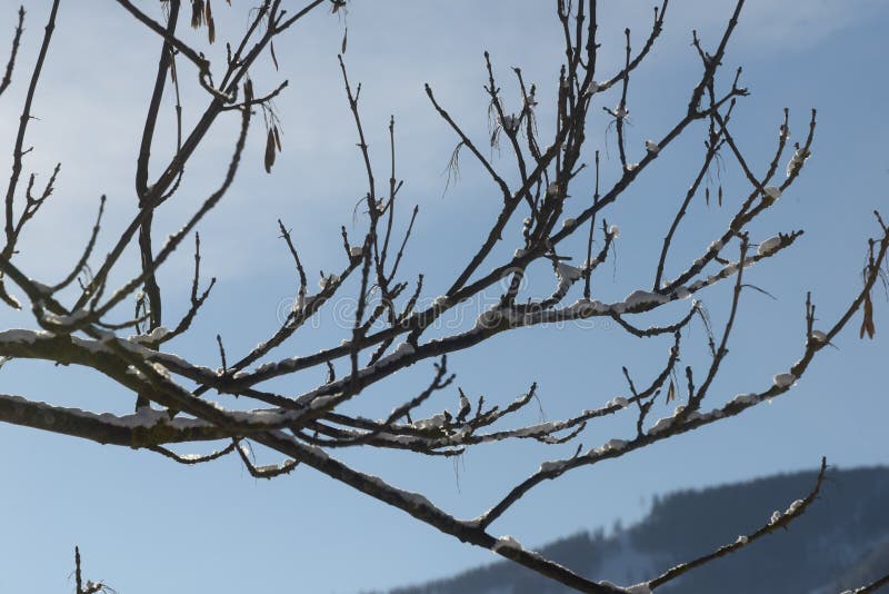Bare Tree without Leaves in Winter Stock Image - Image of trees, styria ...