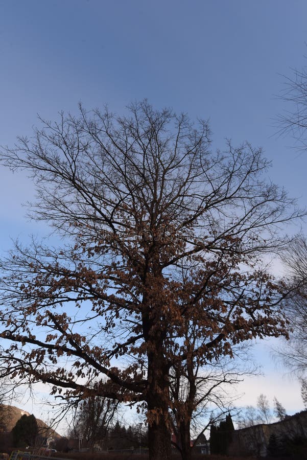 Bare Tree without Leaves in Winter Stock Photo - Image of community ...