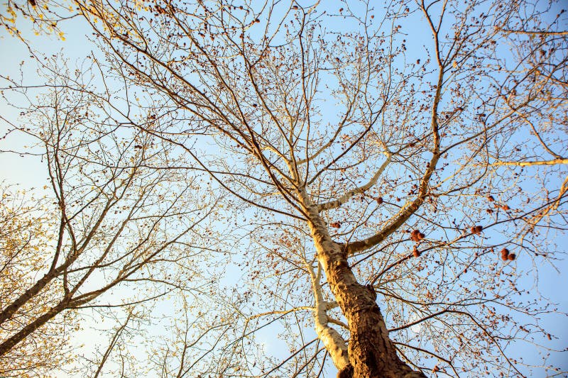 Bare Tree Long Trunk and Branches Stretching To Blue Sky Stock Photo ...