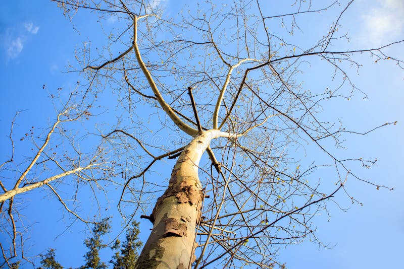Bare Tree Long Trunk and Branches Stretching To Blue Sky Stock Image ...