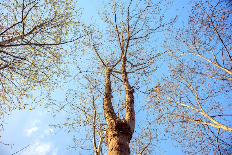 Bare Tree Long Trunk and Branches Stretching To Blue Sky Stock Image ...