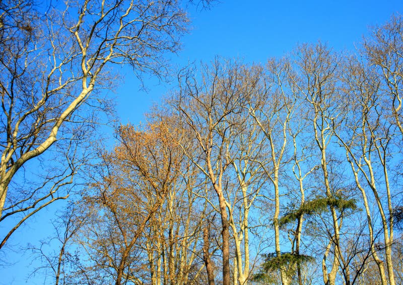 Bare Tree Long Trunk and Branches Under the Blue Sky Stock Image ...