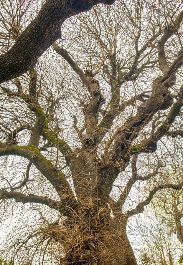 Bare Tree Long Trunk and Tangled Thin Branches Under Cloudy White Sky ...
