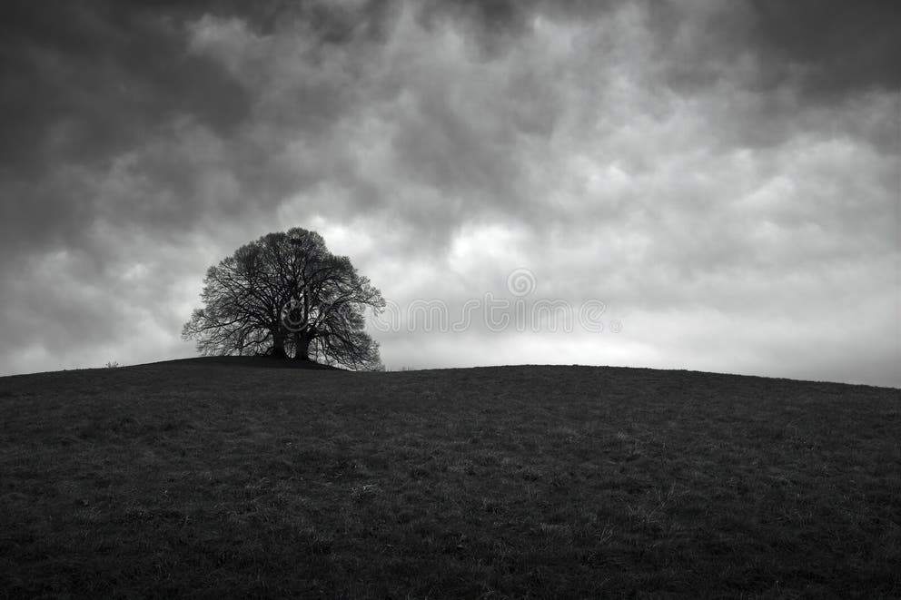 Bare Tree in a Meadow in Black and White Stock Image - Image of lonely, black: 351196551
