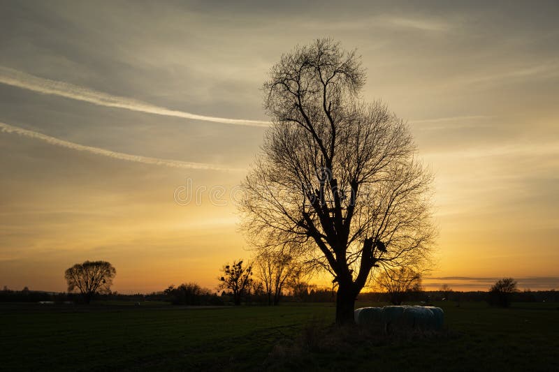 Bare Tree in the Meadow during Sunset Stock Photo - Image of treetop ...