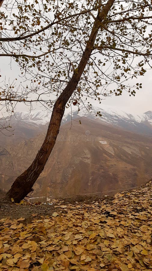 Bare Tree with the Mountains of Tehran, Fasham in Autumn Stock Photo ...