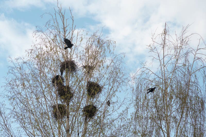 Bare Tree with Multiple Bird Nests Stock Photo - Image of avian, serene ...