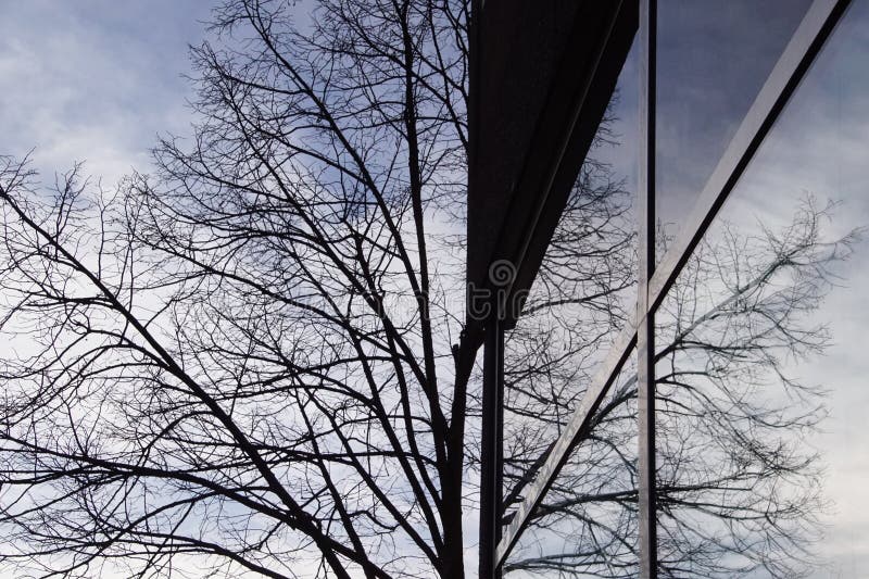 A Bare Tree Next To a Building Stock Image - Image of cloud, winter ...