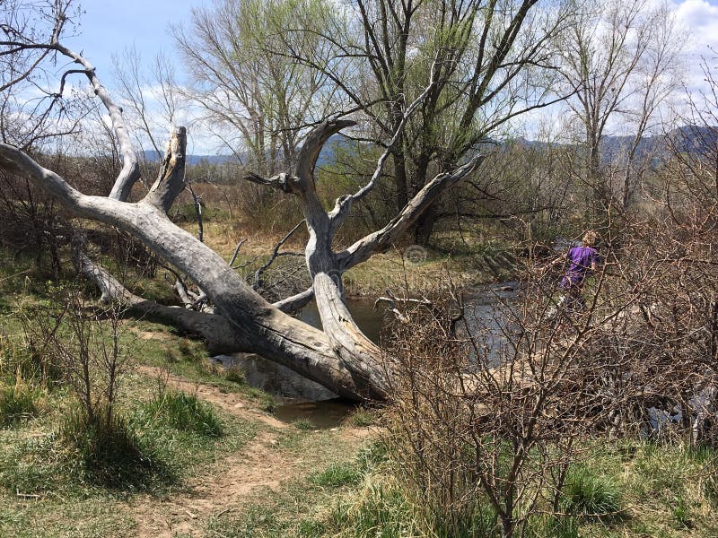 Bare Tree stock image. Image of trails, stream, tree - 91724757