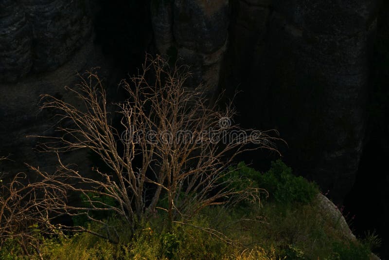 Bare Tree at Night in Andalusia, Spain Stock Image - Image of dark ...