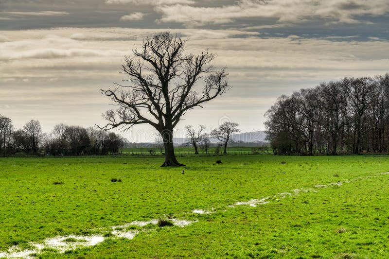 English field in Spring stock photo. Image of meadow - 14643698