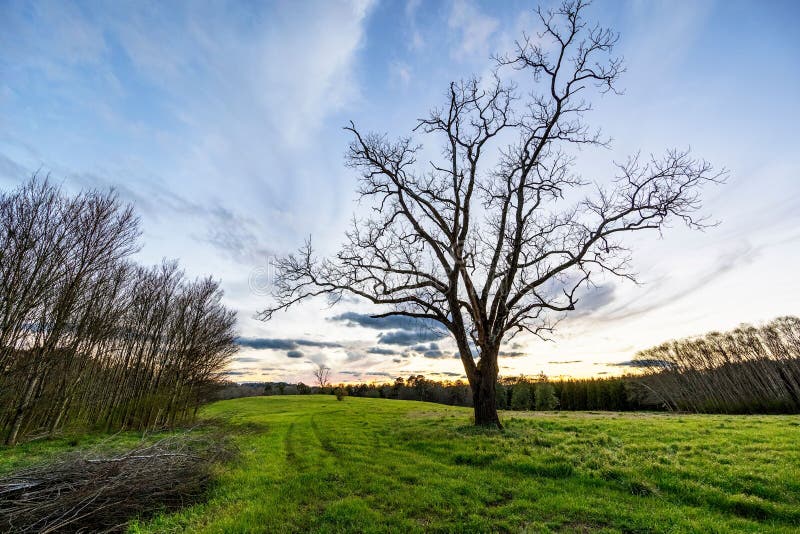 Bare Tree in a Pasture in Early Spring Stock Image - Image of rural ...