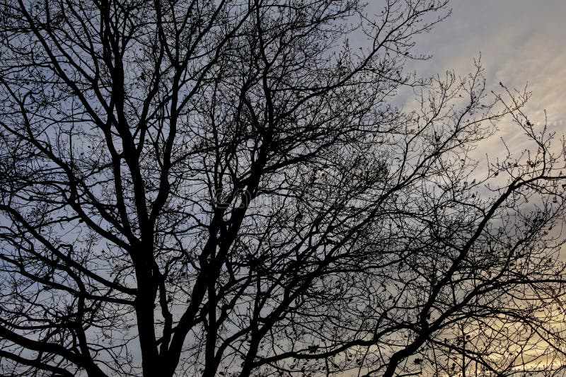 Bare tree profile stock photo. Image of evening, branch - 82647864