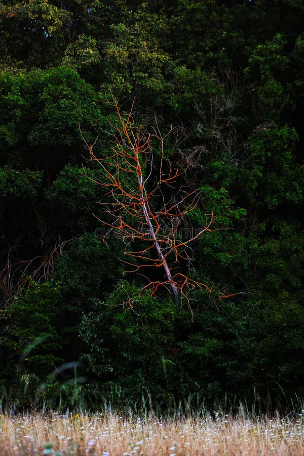 Bare Tree with Red Branches by Green Deciduous Forest Stock Image ...