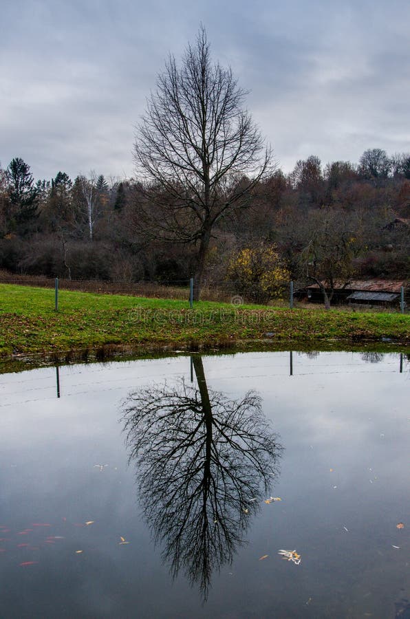 Bare Tree is Reflected in the Water. Portrait Format Stock Image ...