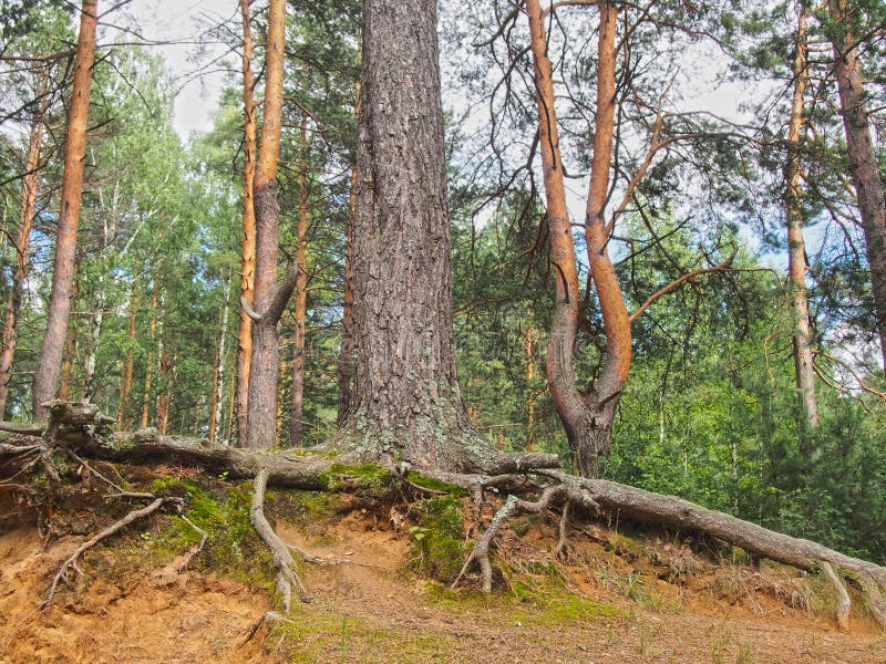Field Grain Large Roots Stock Photos - Free & Royalty-Free Stock Photos ...
