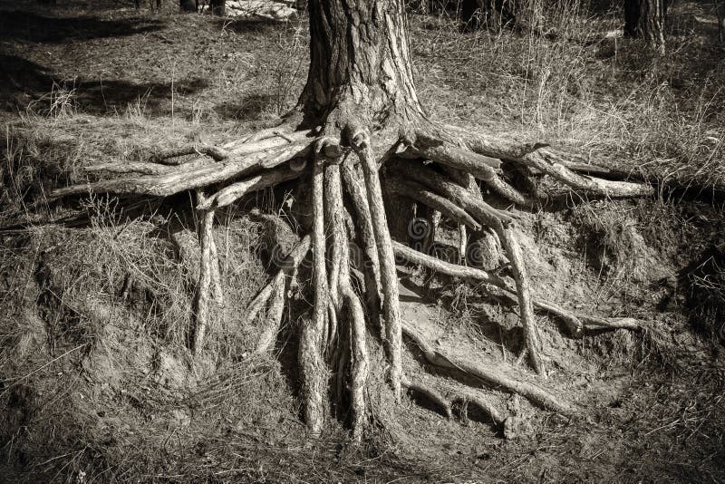 Bare tree roots stock photo. Image of bare, grab, large - 206285080