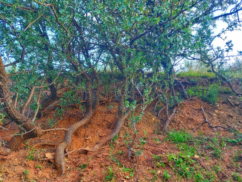Bare Tree Roots Due To Soil Erosion Stock Photo - Image of wilderness ...