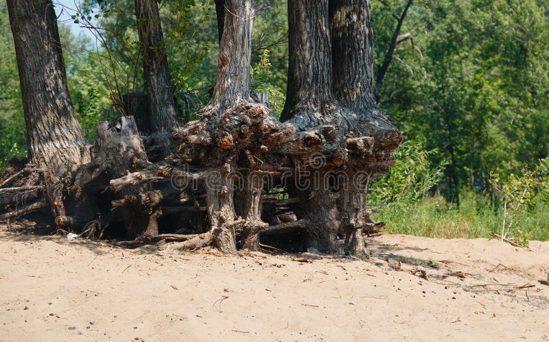 Bare Tree Roots Growing Out of the Sand at Low Tide on the Shore Stock ...