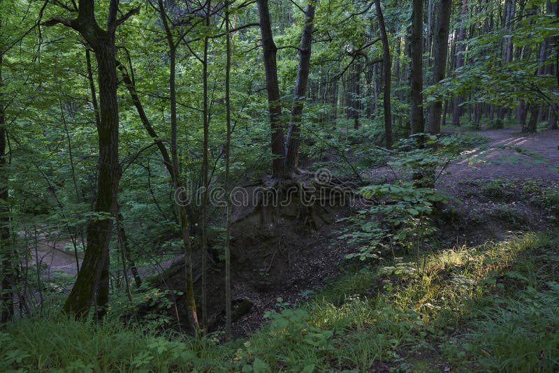 Moscow. Bitsevsky Forest at Sunset Stock Image - Image of forest ...