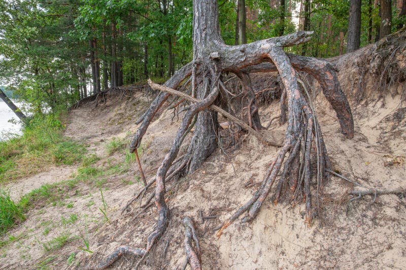 Bare Tree Roots. Pine Forest Landscape Stock Photo - Image of roots ...